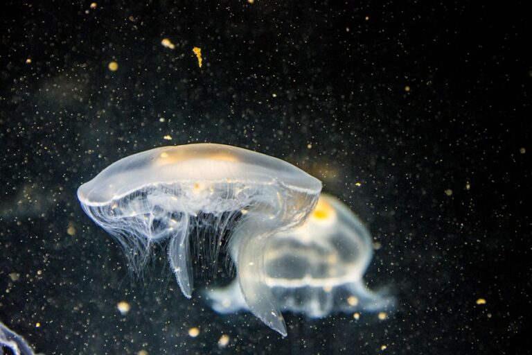 Explorando o Mundo Subaquático: 10 Espécies Marinhas Surpreendentes ...